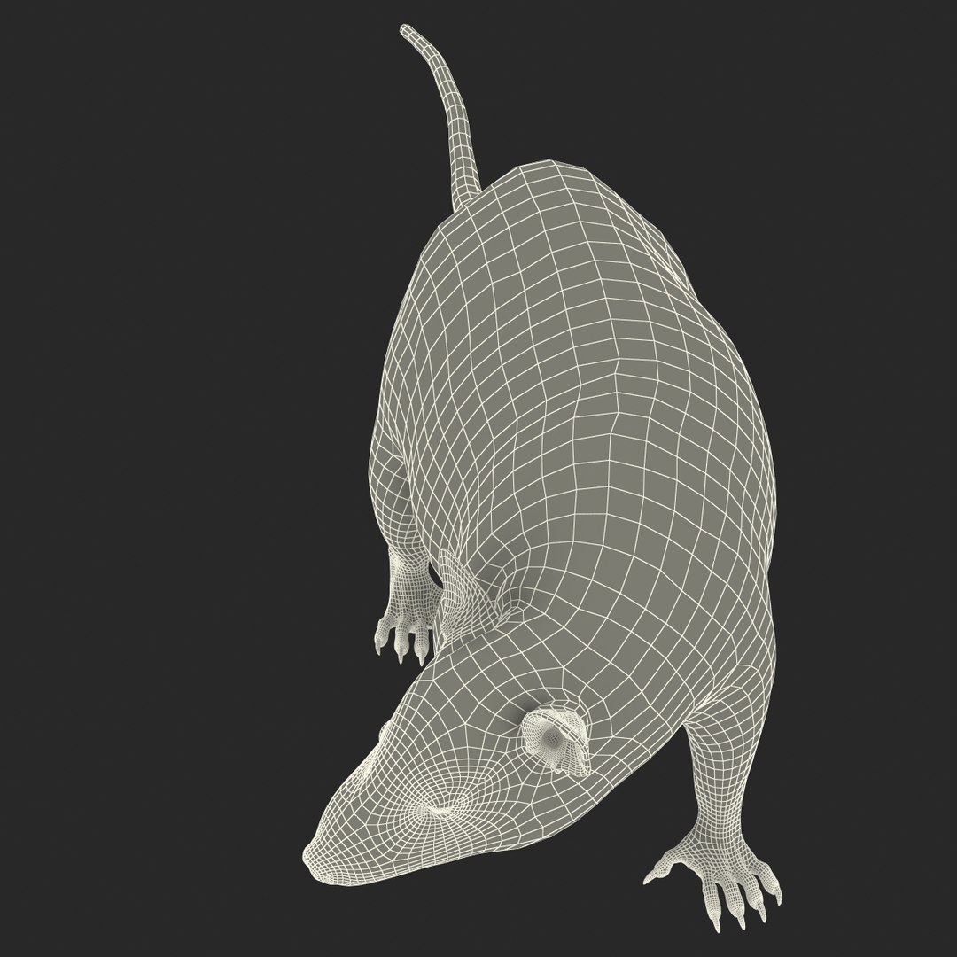 Possum Pose 3d Model