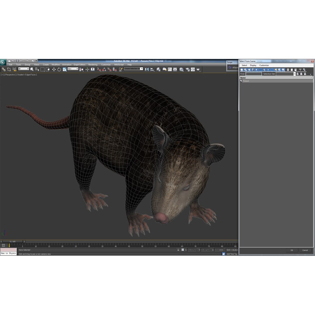 Possum Pose 3d Model