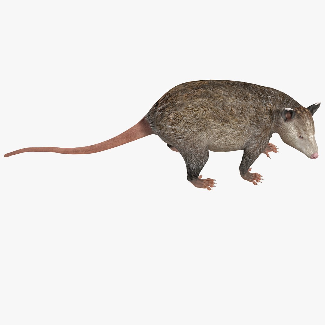 Possum Pose 3d Model