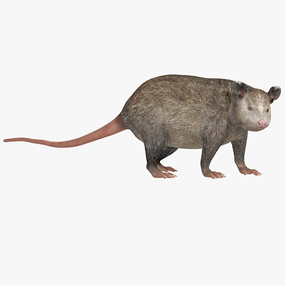 Possum Pose 3d Model