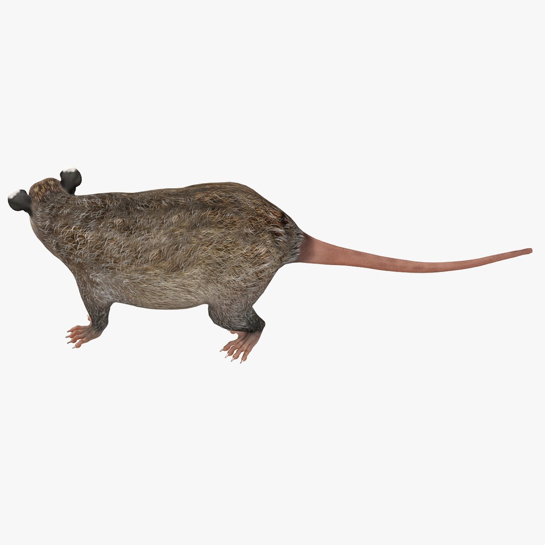 Possum Pose 3d Model
