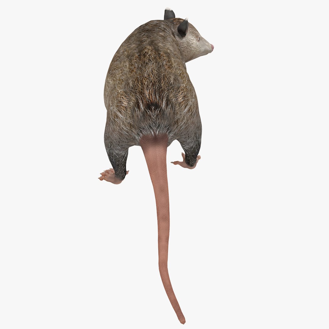 Possum Pose 3d Model