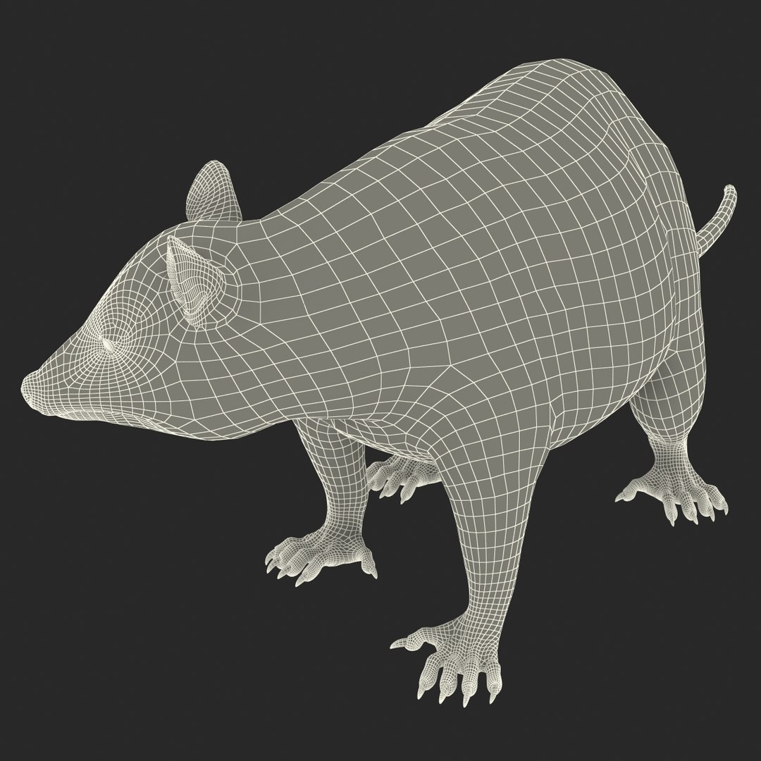 Possum Pose 3d Model