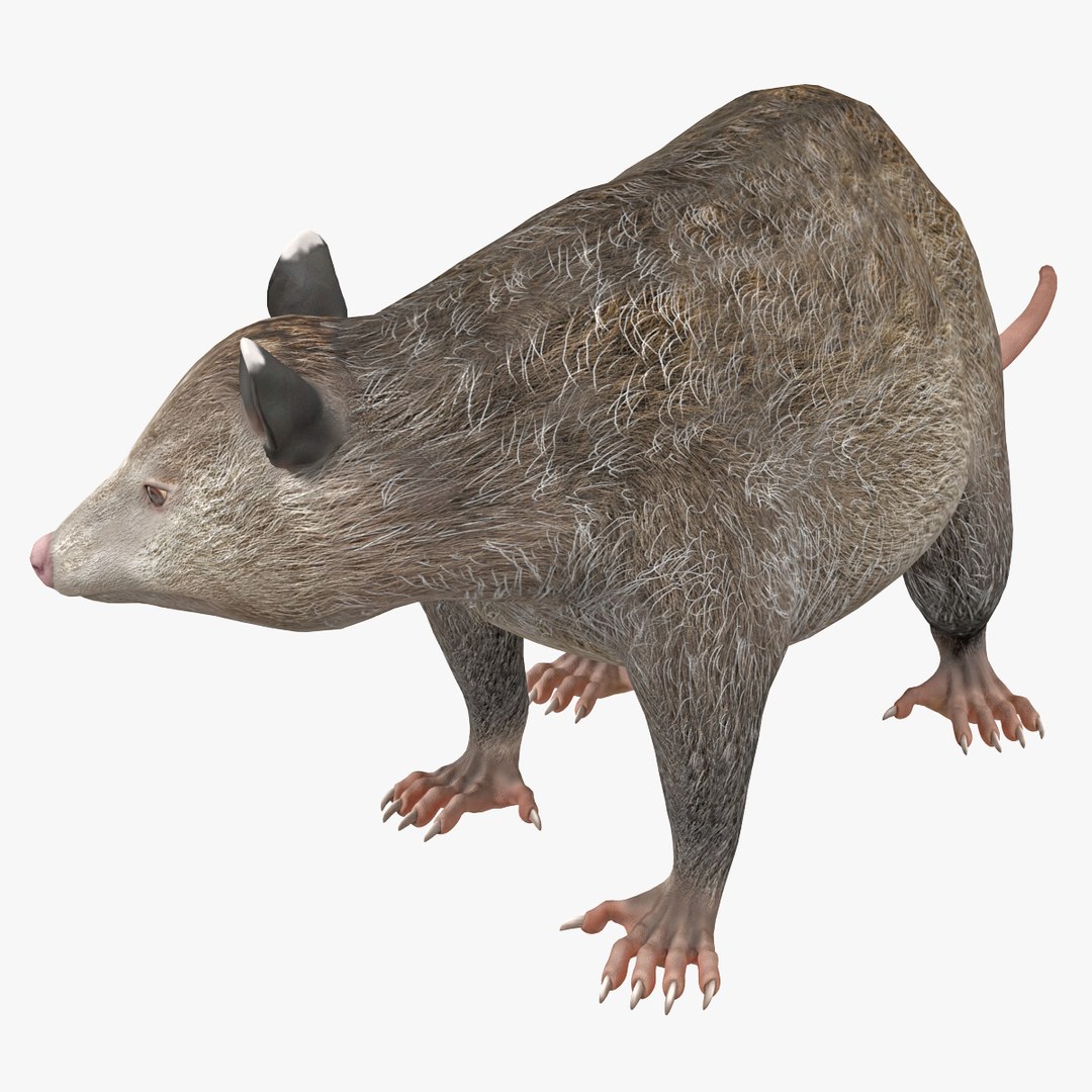 Possum Pose 3d Model