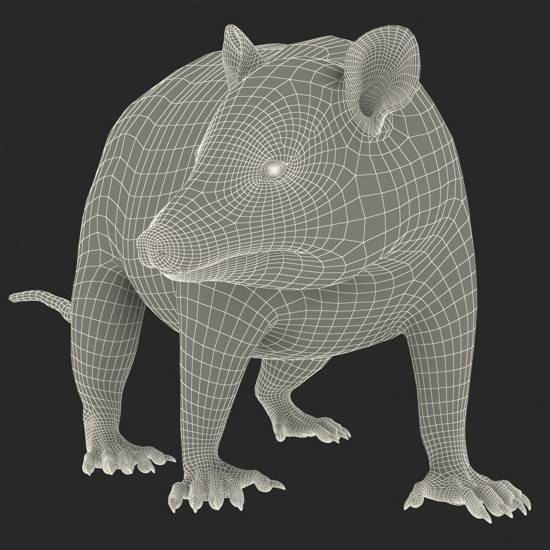 Possum Pose 3d Model