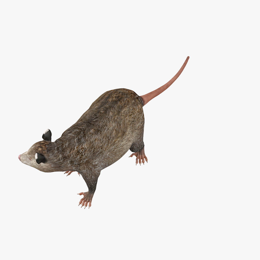 Possum Pose 3d Model