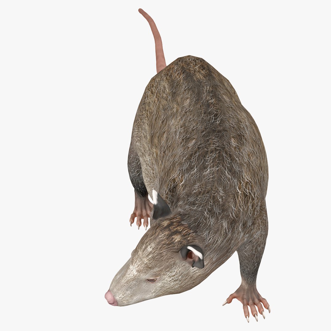 Possum Pose 3d Model
