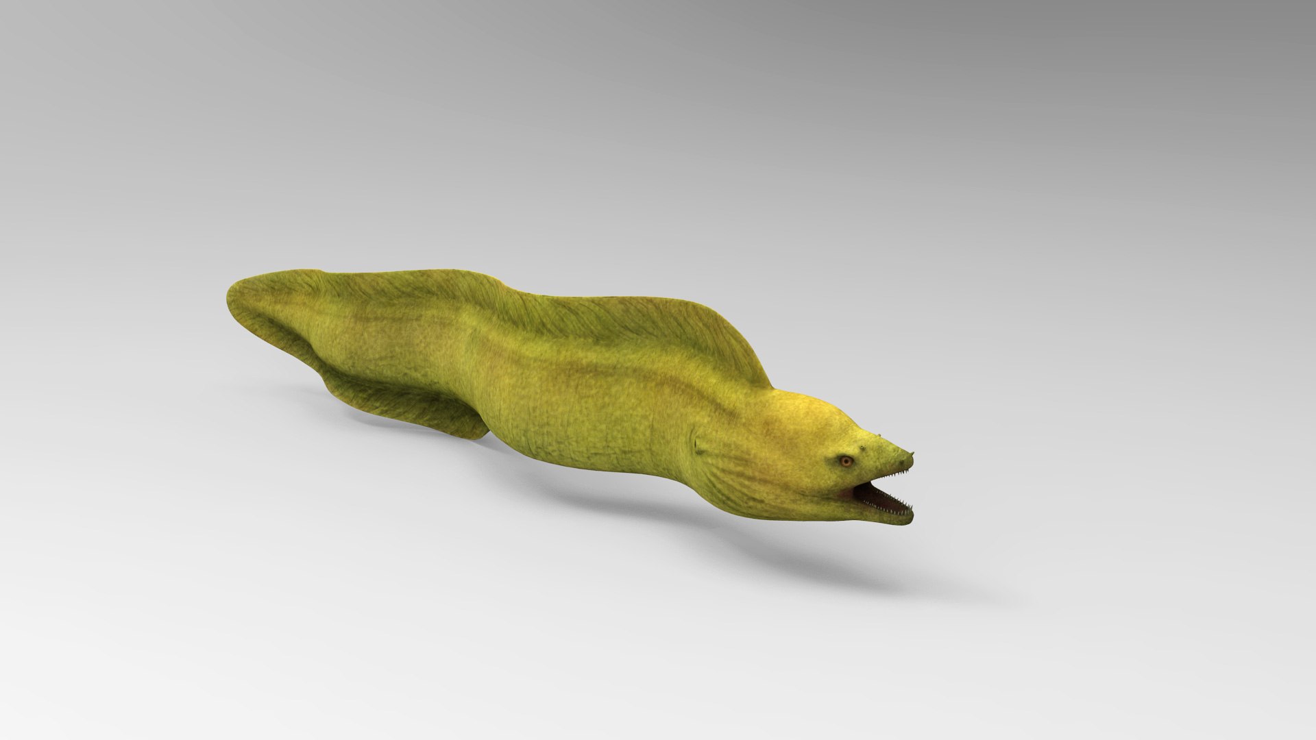 3d Eel Green Model