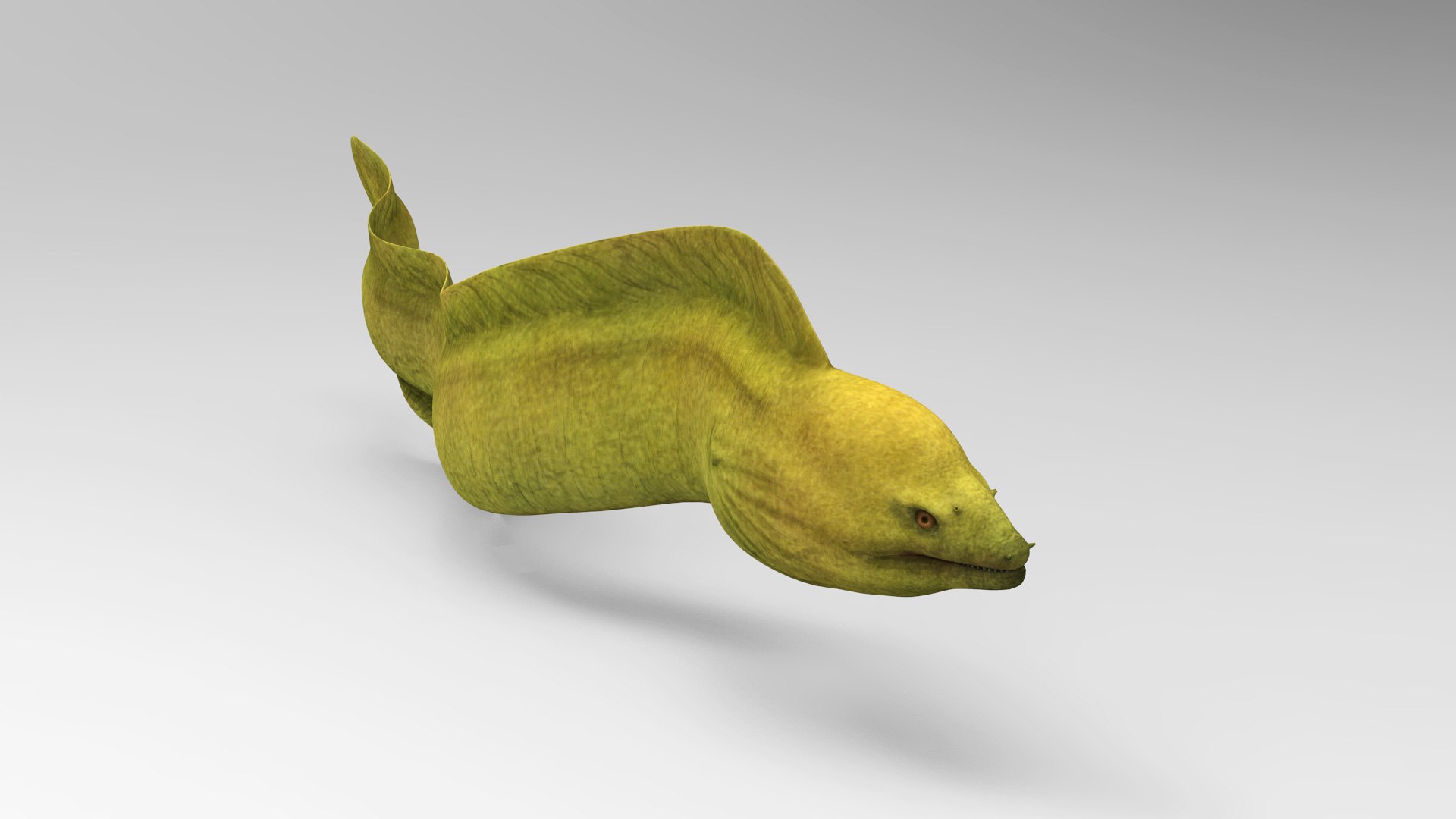 3d Eel Green Model