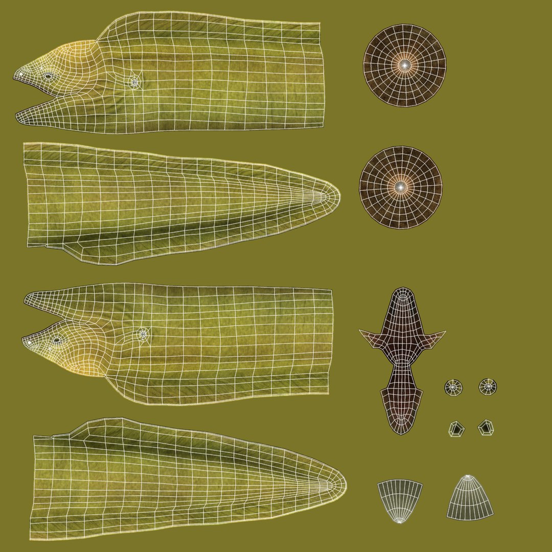 3d eel green model