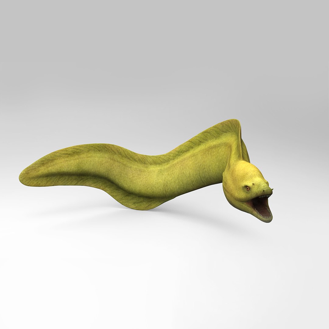 3d eel green model