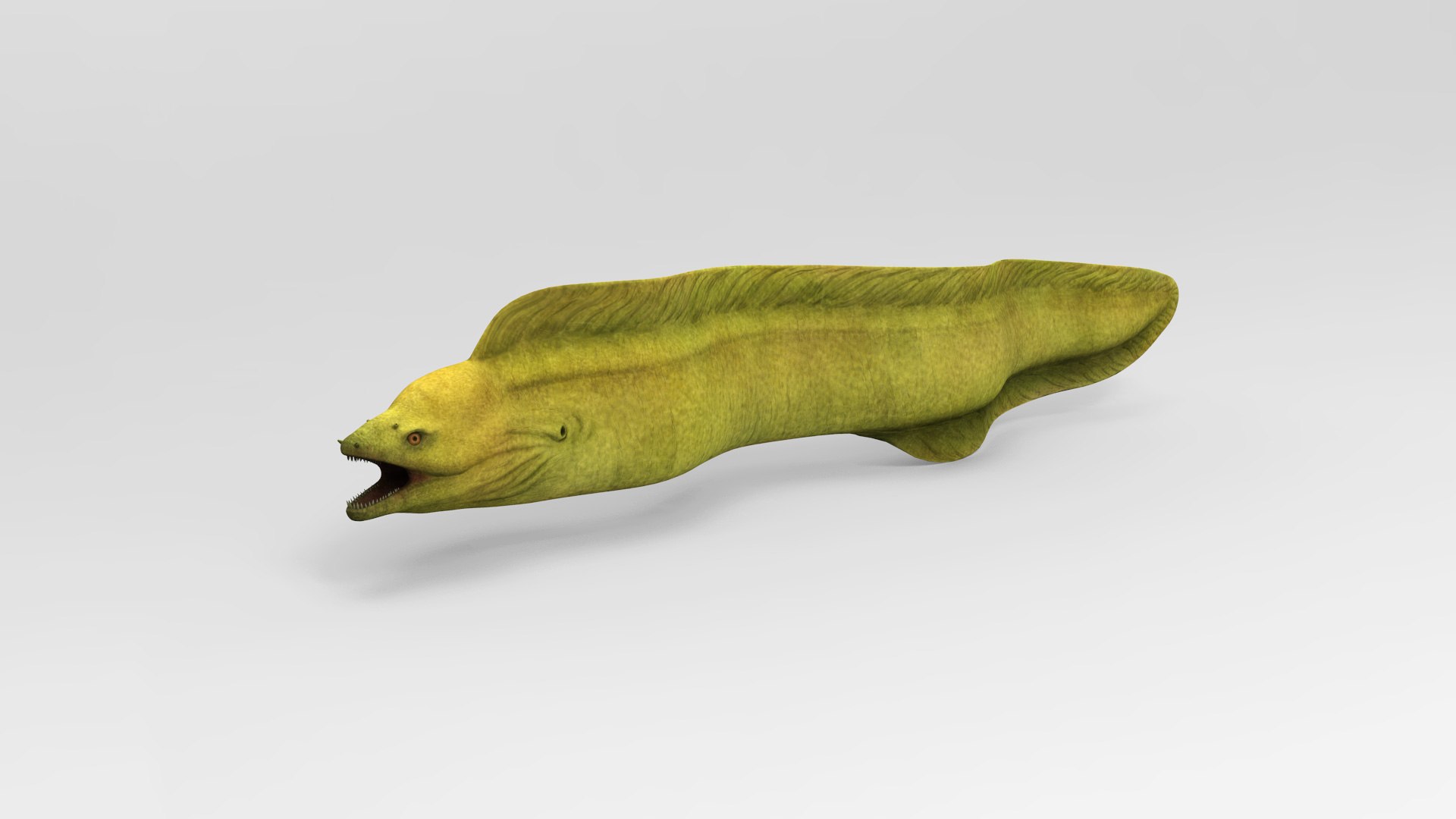 3d Eel Green Model