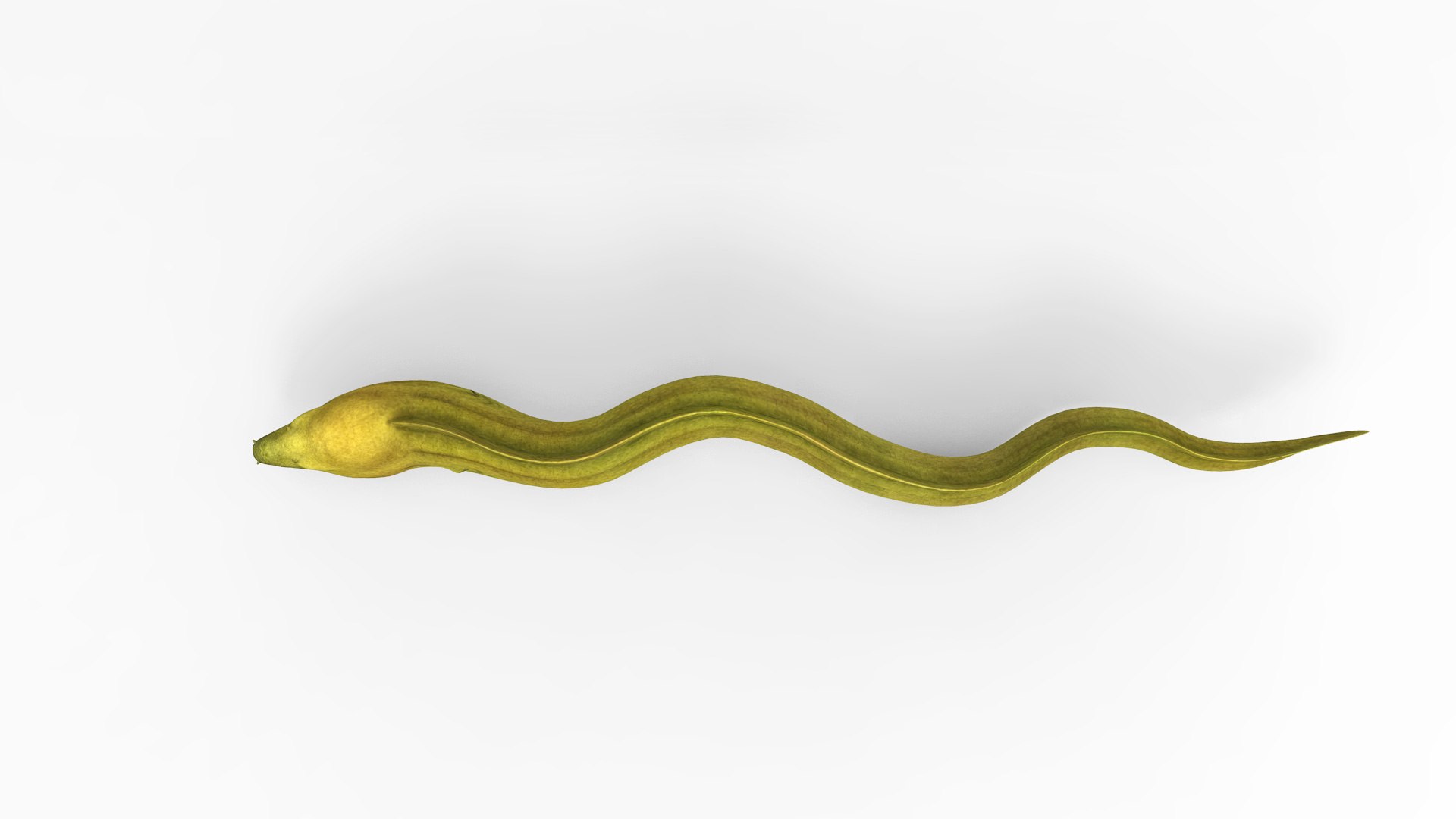 3d Eel Green Model