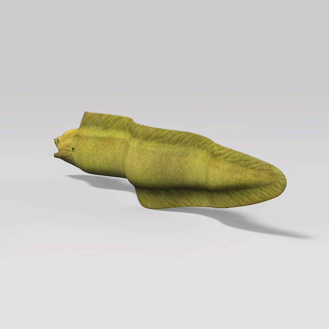 3d eel green model