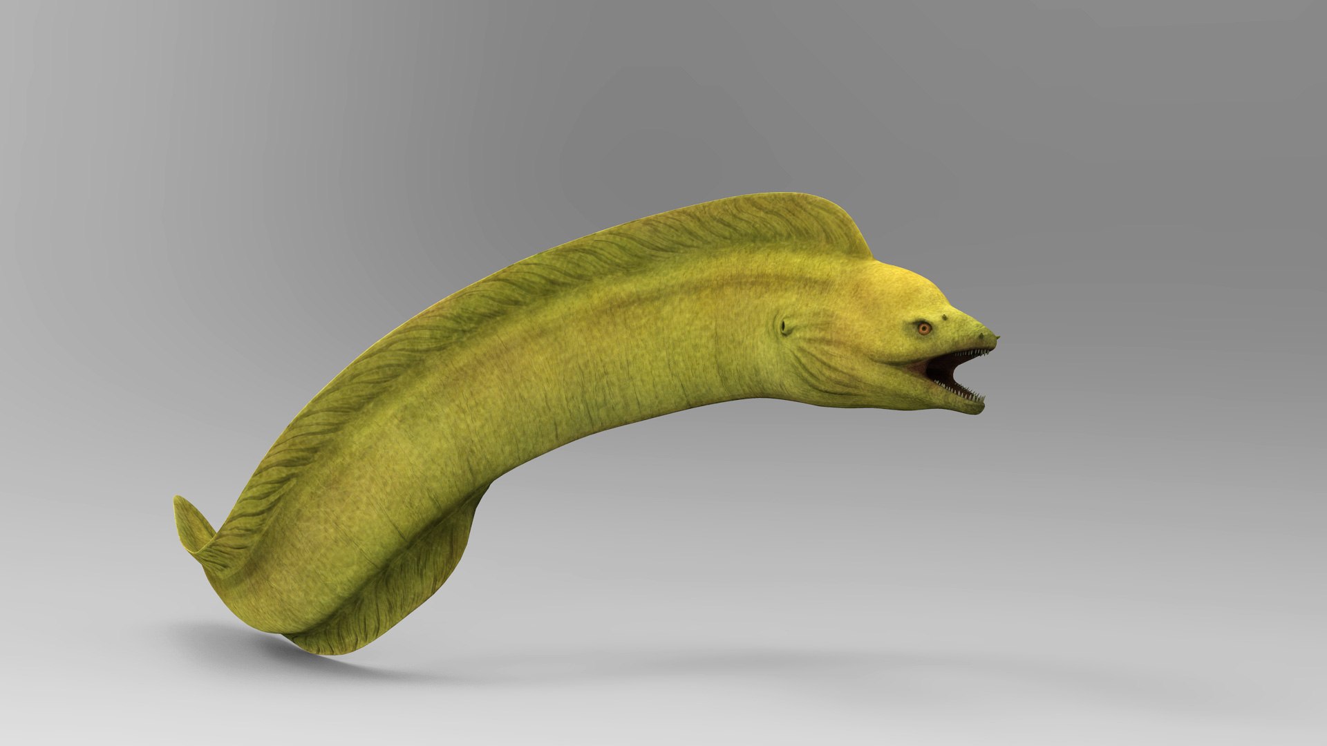 3d Eel Green Model