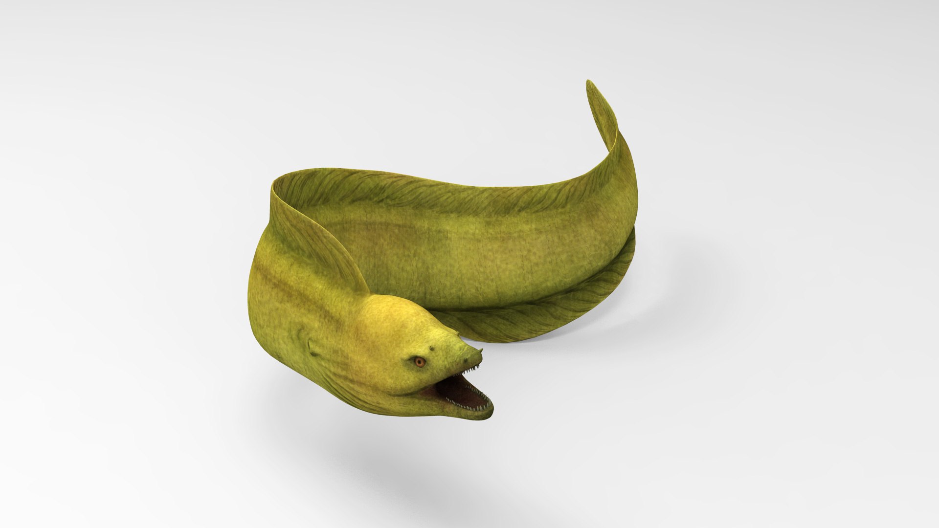 3d Eel Green Model