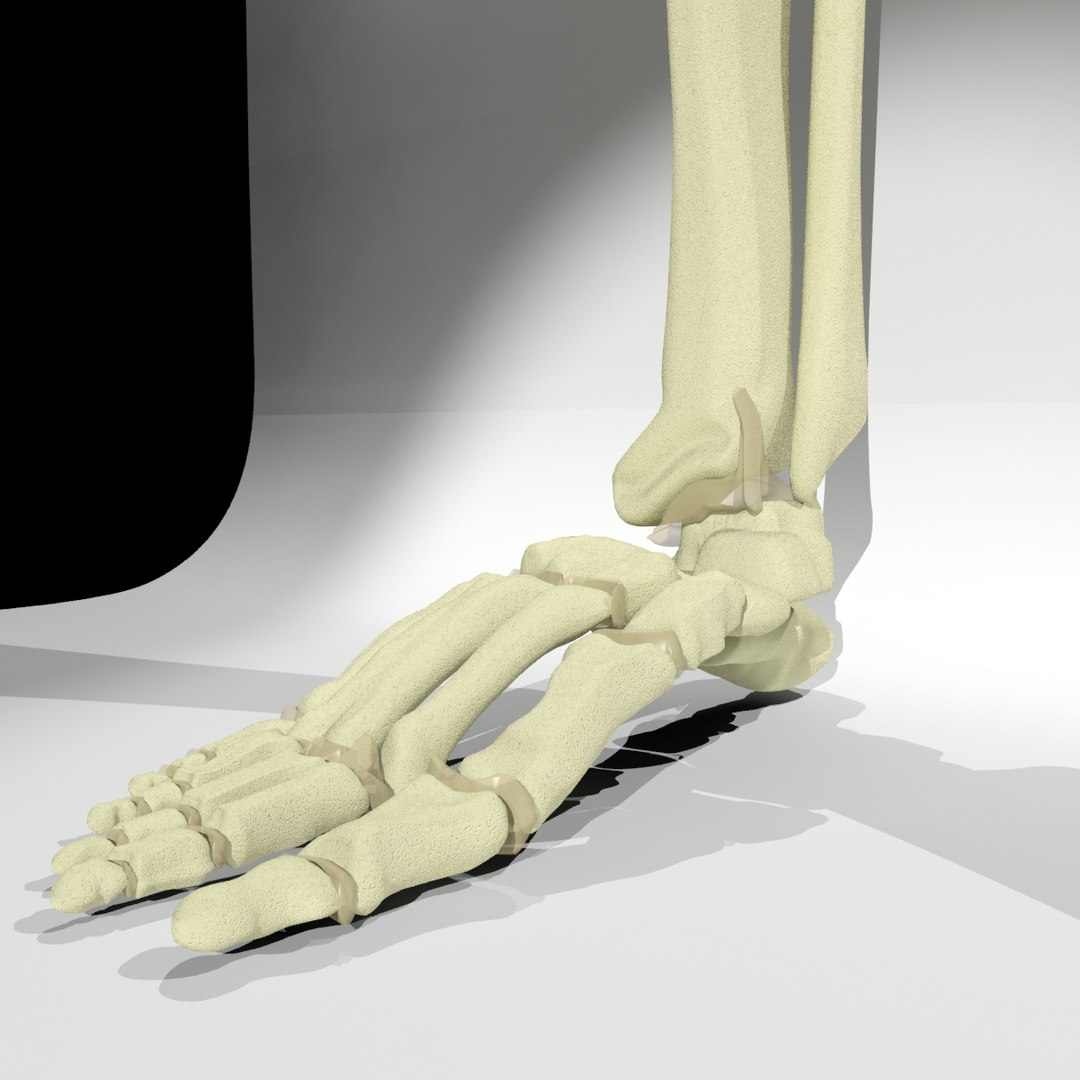 Foot Bone 3d 3ds
