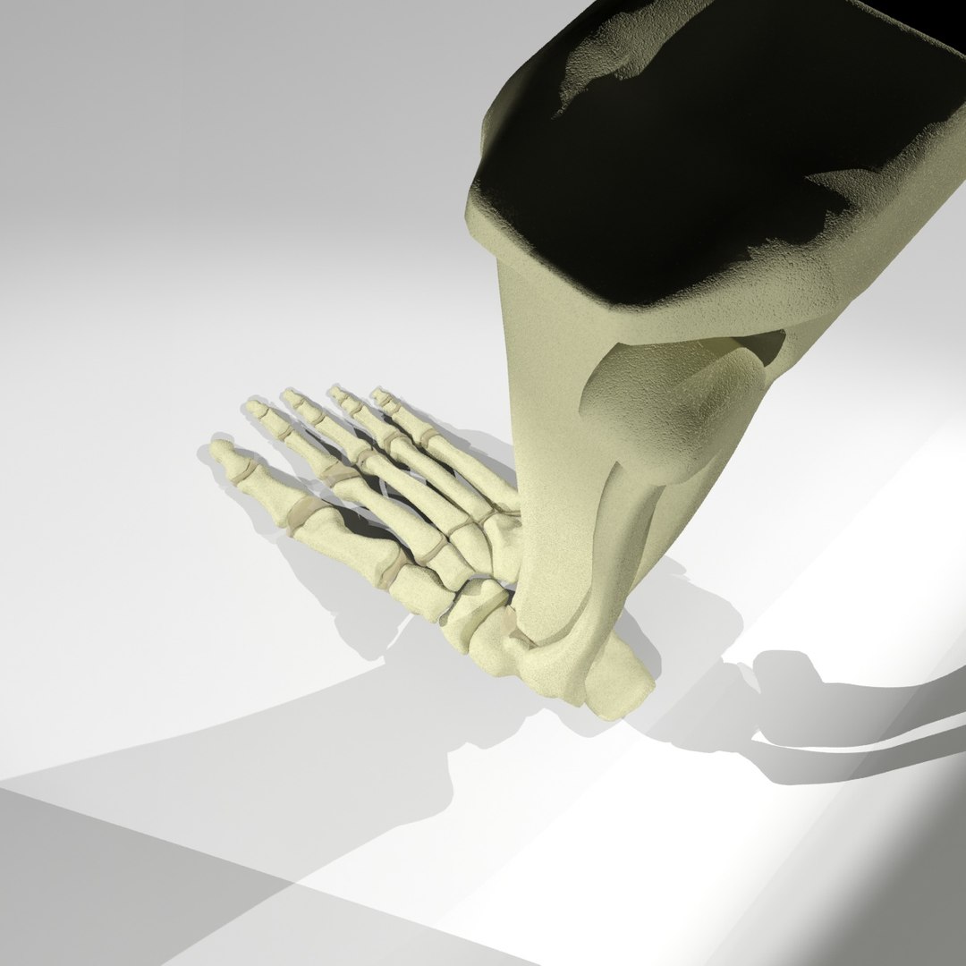 Foot Bone 3d 3ds