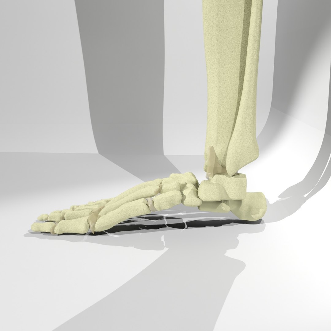 Foot Bone 3d 3ds
