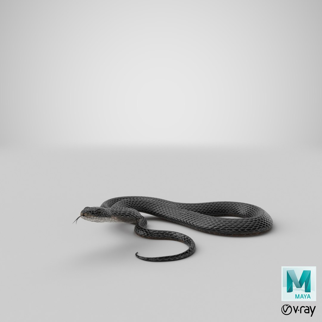 Black snake 3D model - TurboSquid 1235257