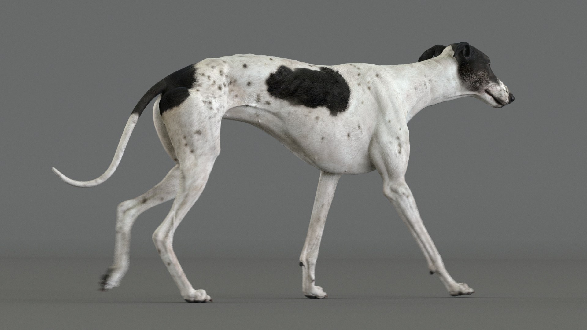 3D Model Realistic Greyhound Animations - TurboSquid 1655001