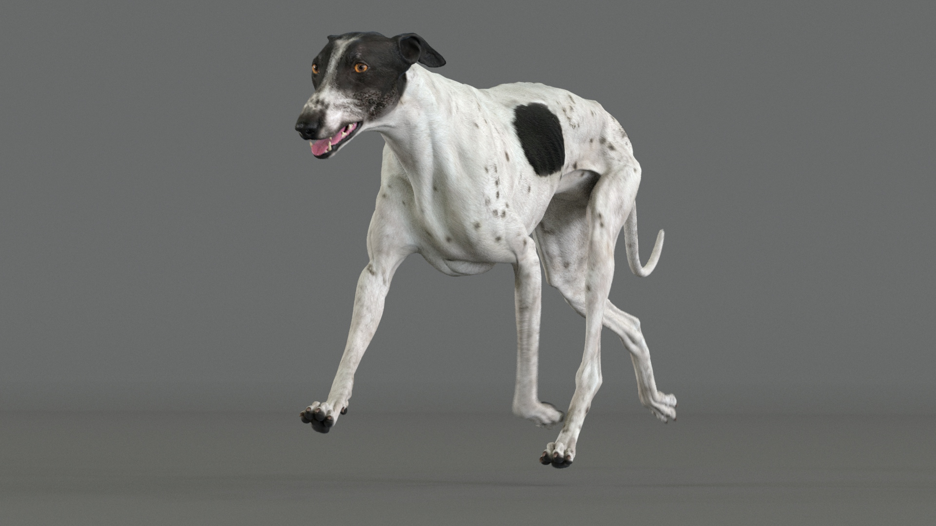3D model realistic greyhound animations - TurboSquid 1655001