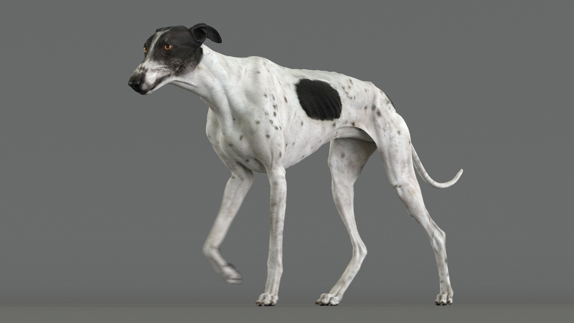 3D model realistic greyhound animations - TurboSquid 1655001