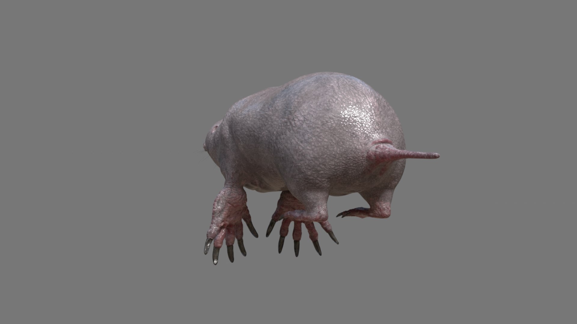 3D Mole Rigged - TurboSquid 1455554