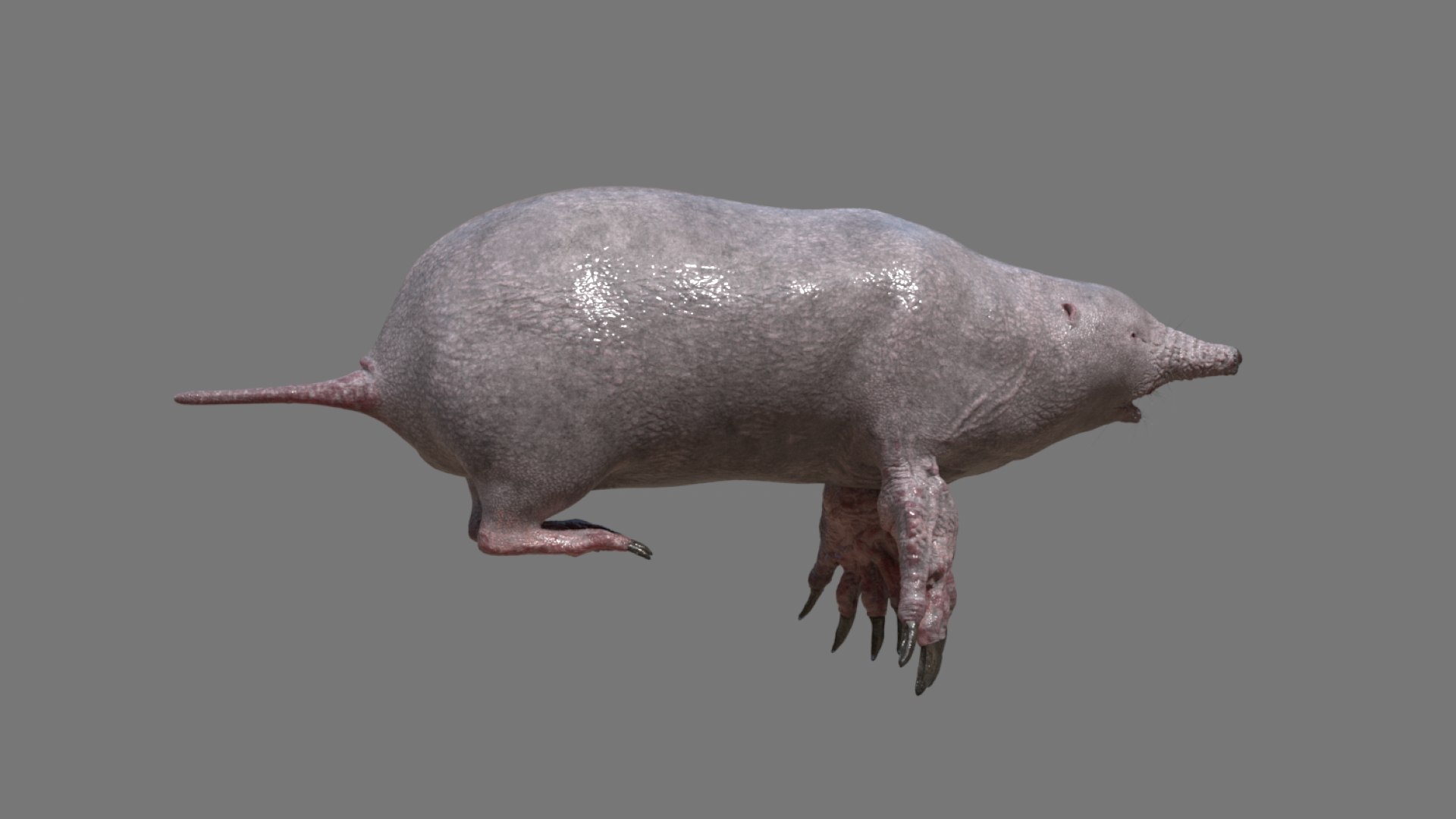 3D Mole Rigged - TurboSquid 1455554