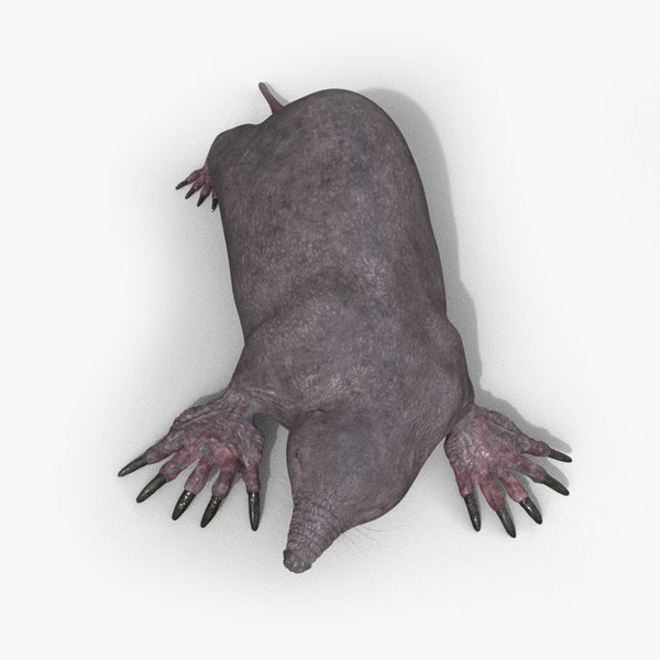 3D Mole Models | TurboSquid