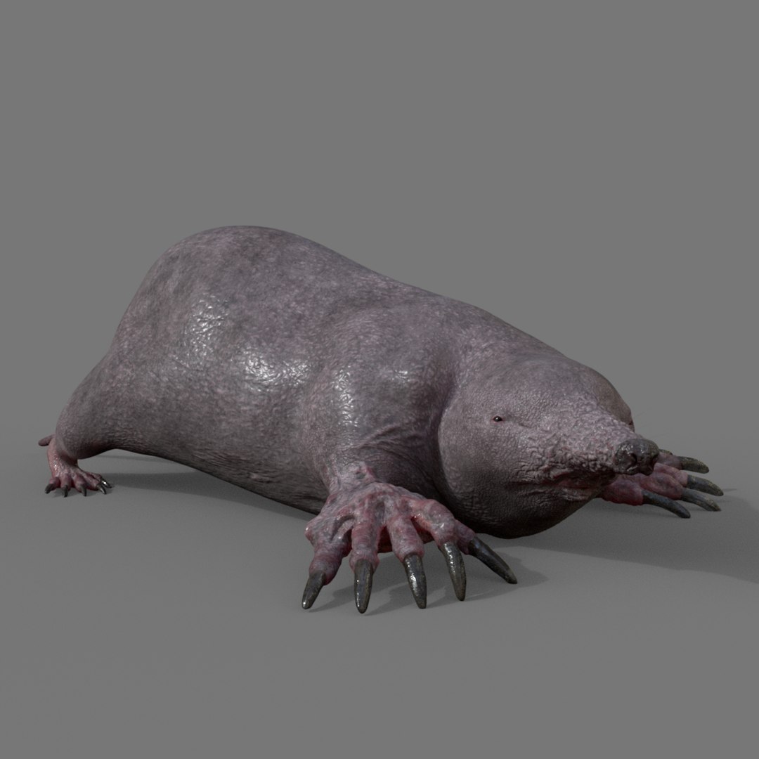 3D Mole Rigged - TurboSquid 1455554
