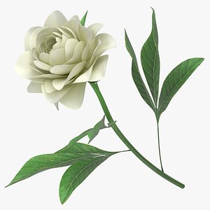 3D Peony Models - Browse & Download Formats - TurboSquid