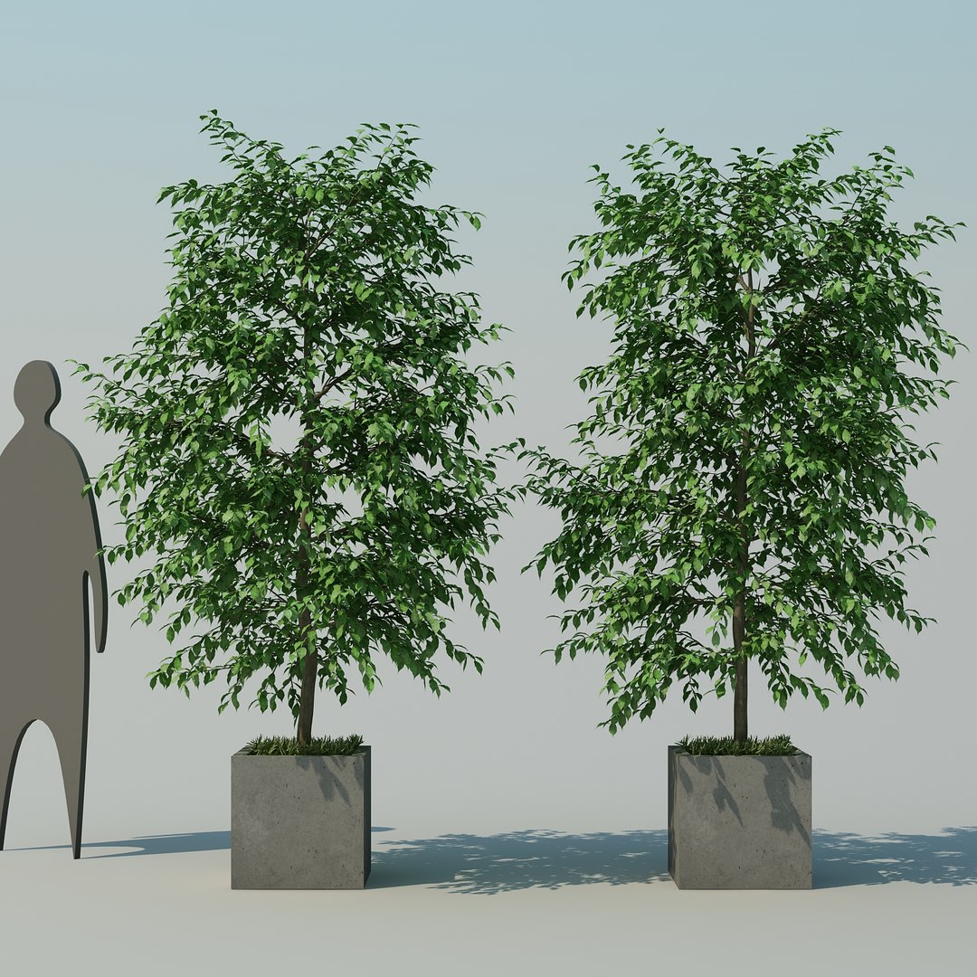 2 Plant Tree Fbx