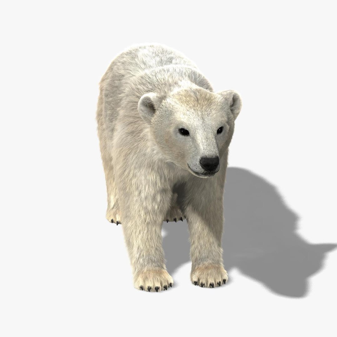 obj bears fur