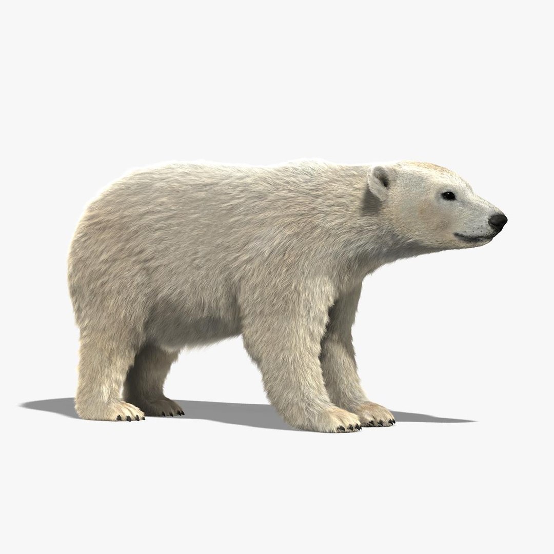 obj bears fur