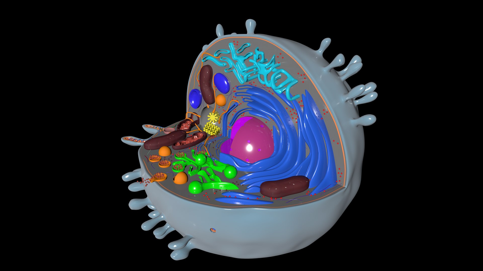 3D Animal Cell Human Cell - TurboSquid 1911810