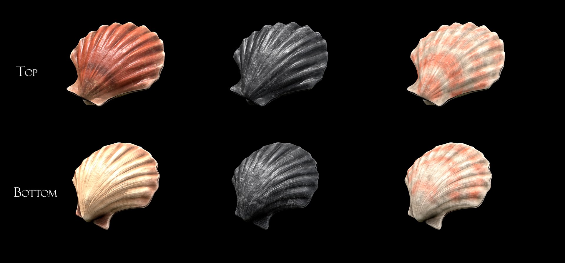 Scallop 3D - TurboSquid 1707699