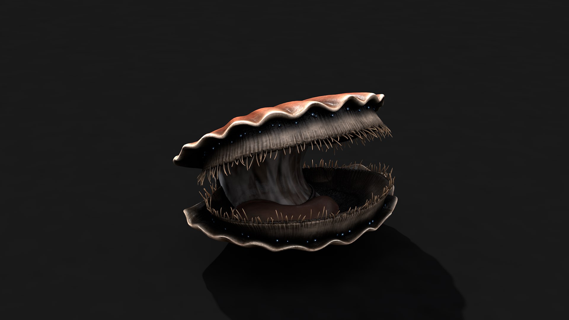 Scallop 3D - TurboSquid 1707699