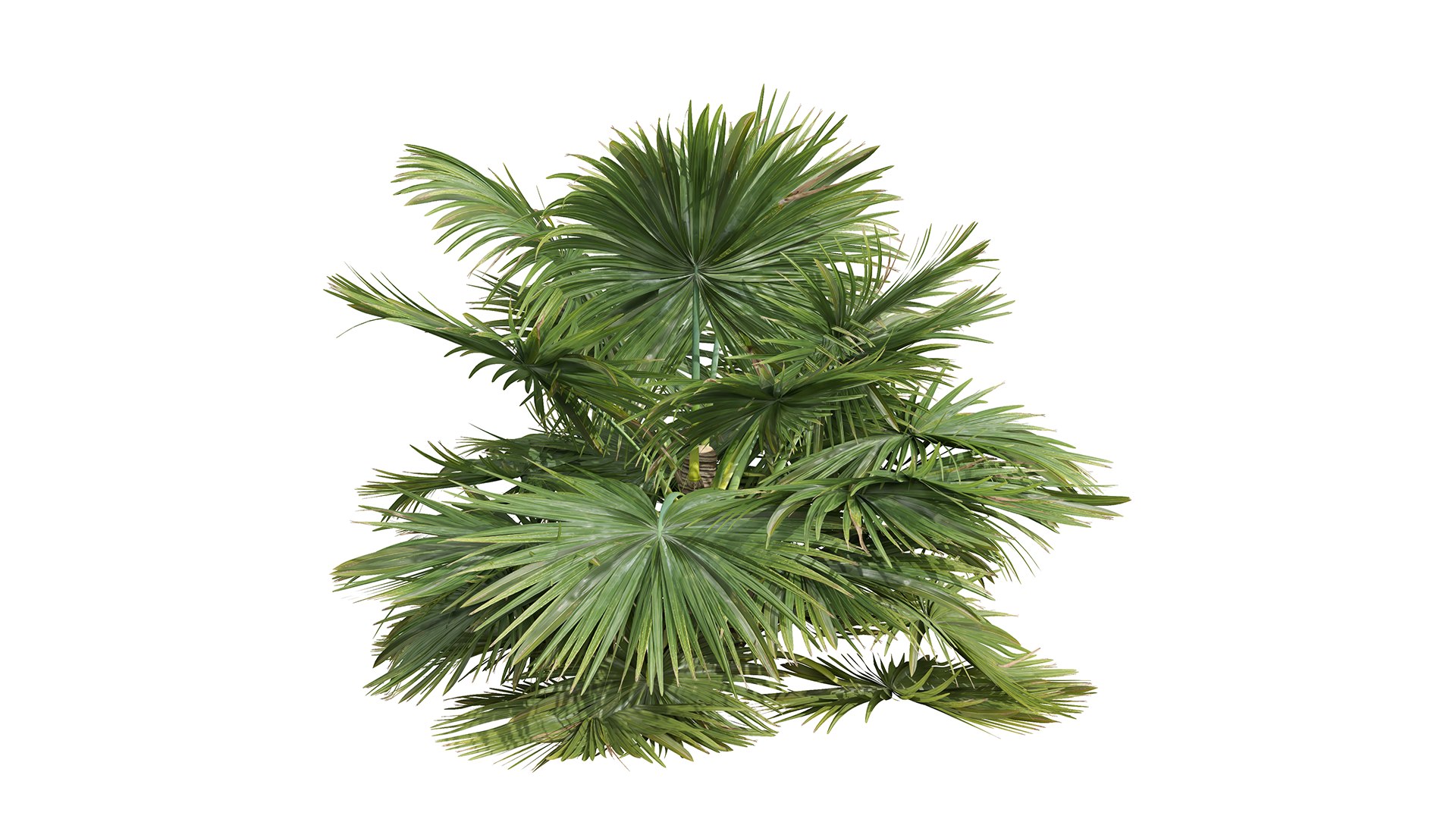 3D New Plant High Detail Saribus Rotundifolius Small Model - TurboSquid ...