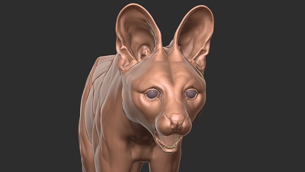 3D Serval Cat Primary Forms Zbrush Sculpt - TurboSquid 1818827