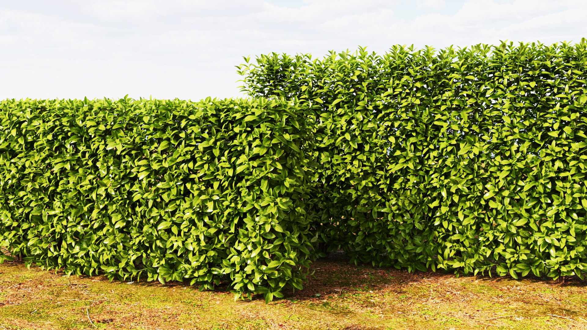 3D Hedge - TurboSquid 2116388