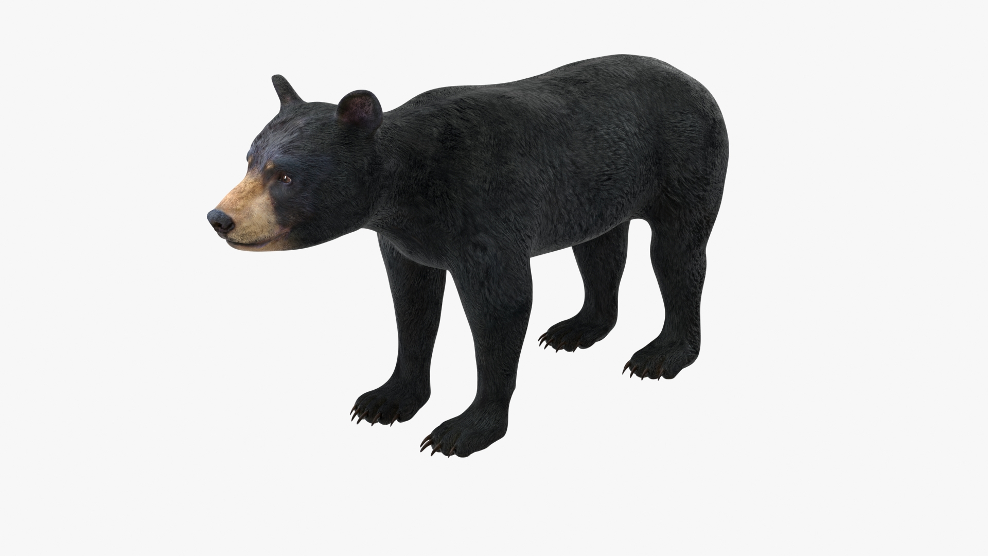 3D Young Black Bear Rigged - TurboSquid 2255019
