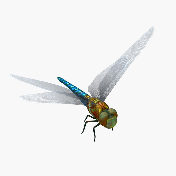 Dragonfly 3D Models for Download | TurboSquid