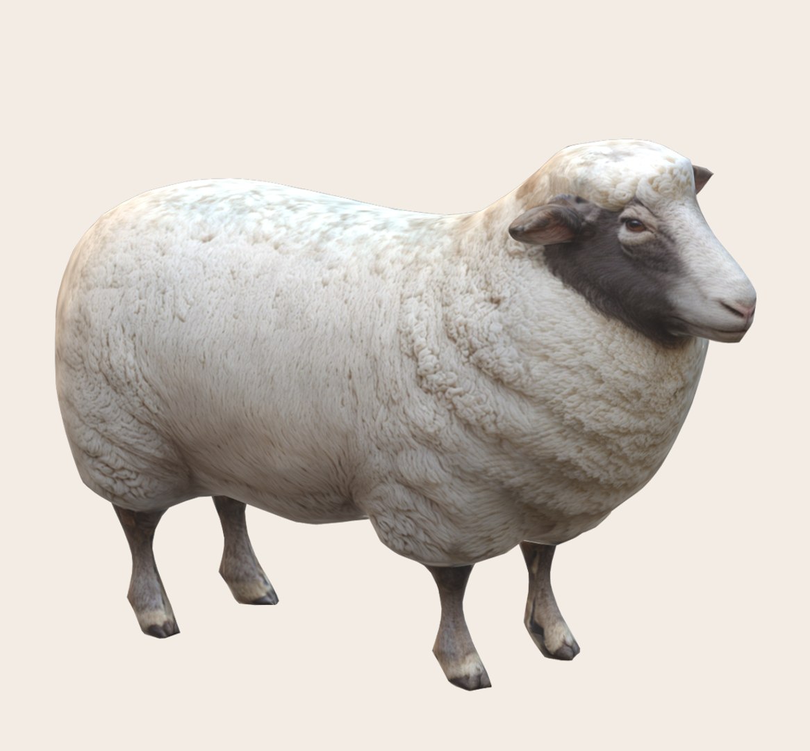 Sheep Model - TurboSquid 2223527
