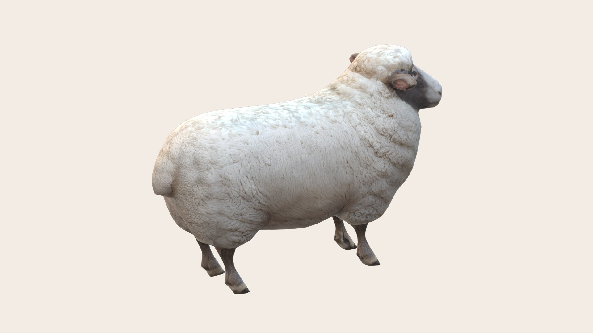 Sheep Model - TurboSquid 2223527