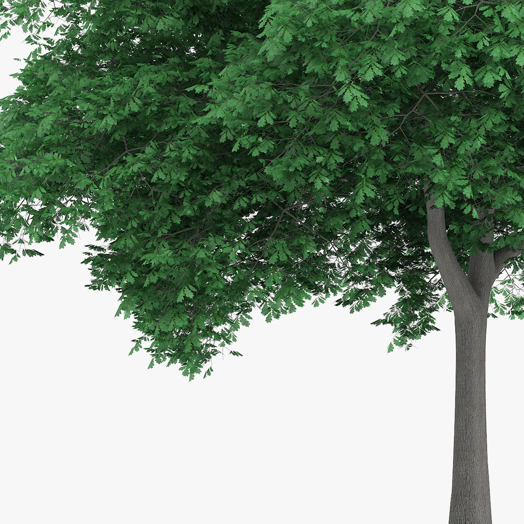 english oak trees 3d model