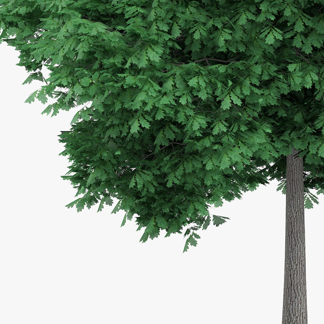 english oak trees 3d model