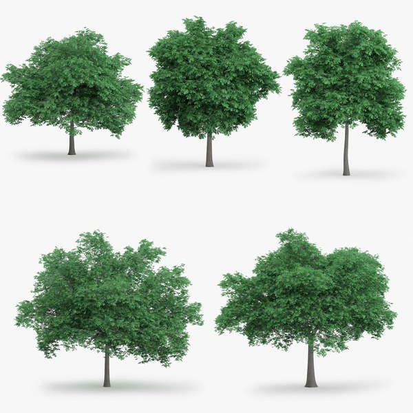 Oak trees 3D model - TurboSquid 1656806