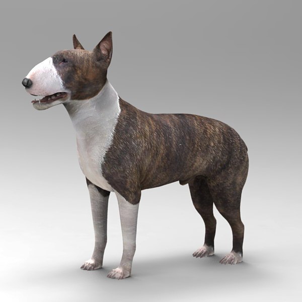 Bull Terrier And Jack Russell Mix | ppgbbe.intranet.biologia.ufrj.br