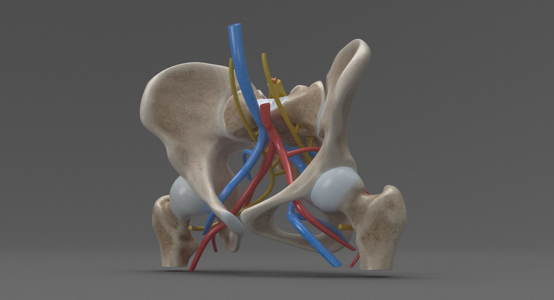 Human Anatomy Female Pelvis Femur 3D Model - TurboSquid 1194011